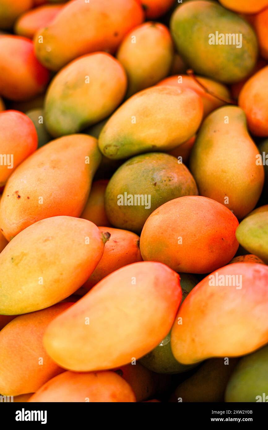 Mango tree goa india hi-res stock photography and images - Alamy