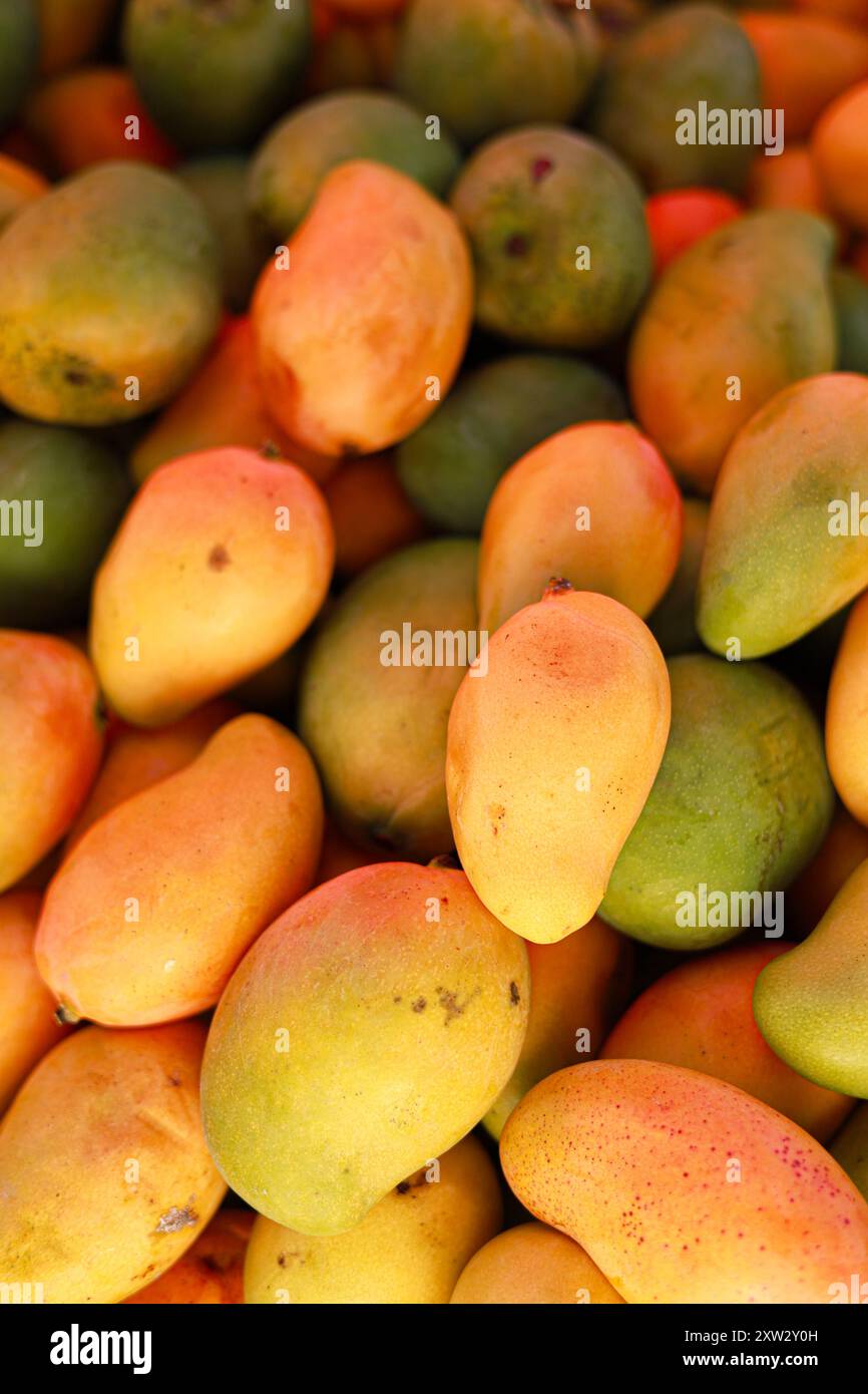 group of exotic papaya fruits Stock Photo - Alamy