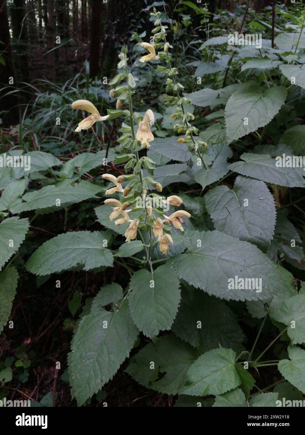 Sticky Sage (Salvia glutinosa) Plantae Stock Photo - Alamy