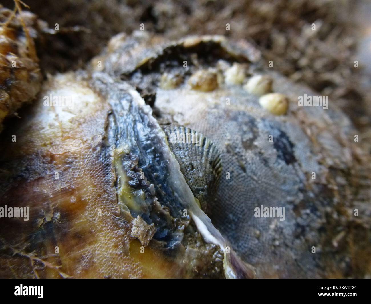 Atlantic Ribbed Mussel (Geukensia demissa) Mollusca Stock Photo - Alamy