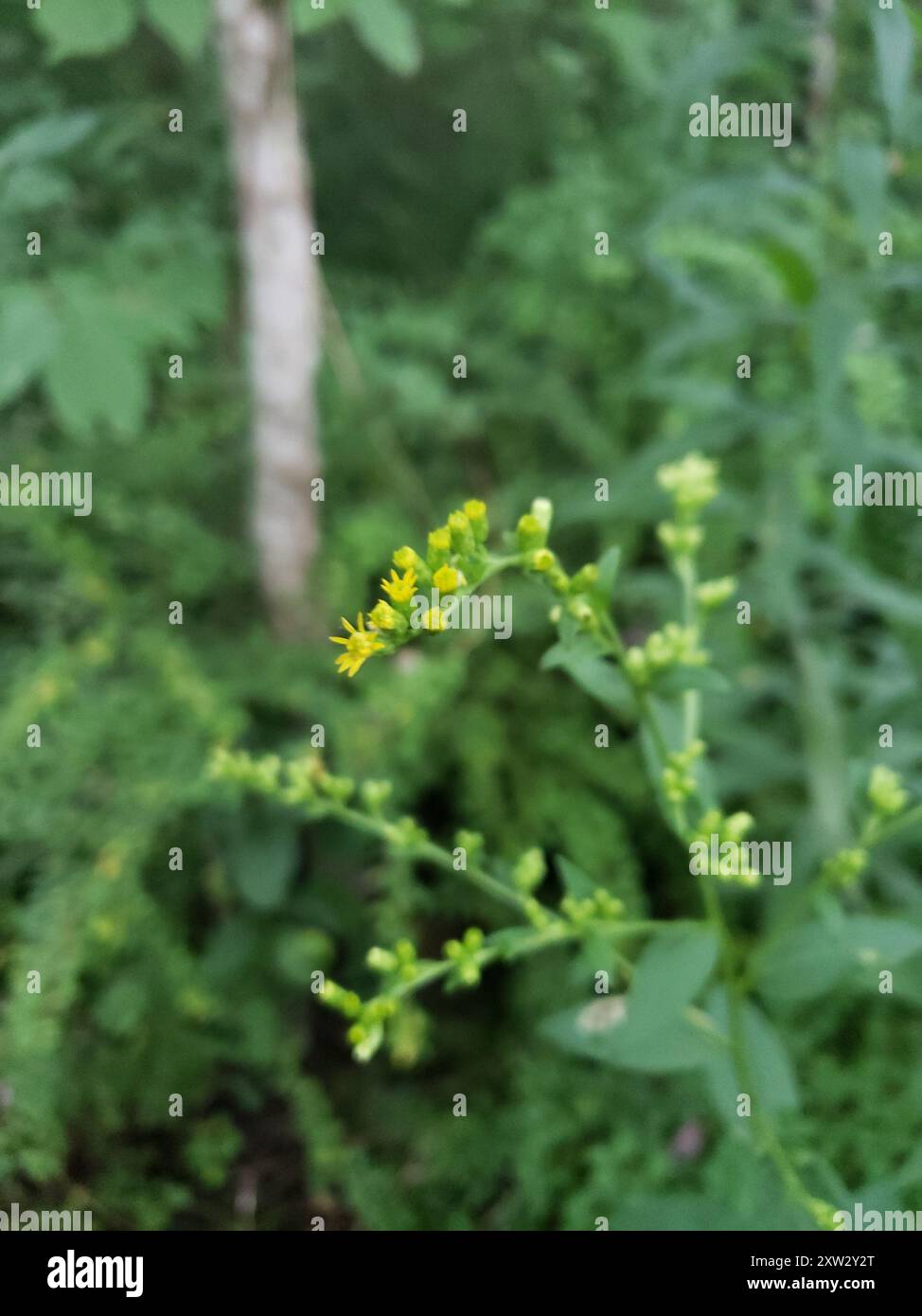 Swamp Goldenrod (Solidago patula) Plantae Stock Photo - Alamy