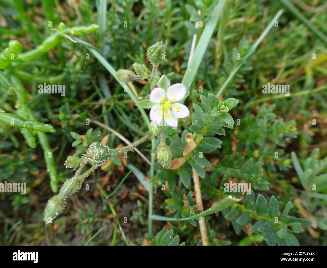 Greater Sea-spurry (Spergularia media) Plantae Stock Photo - Alamy