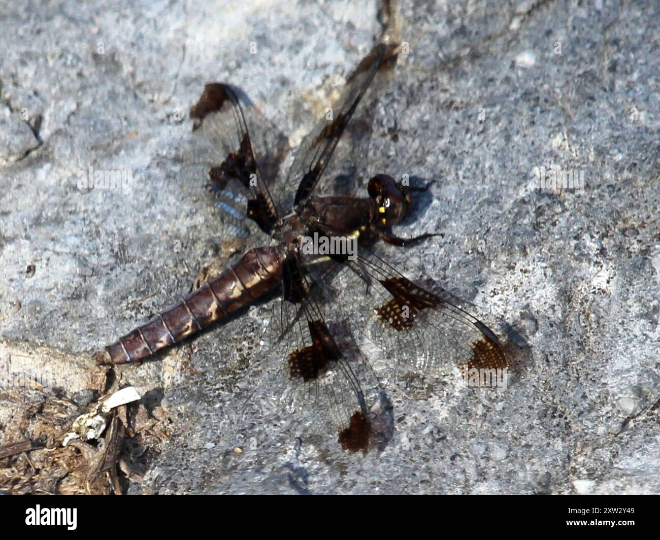 Common Whitetail (Plathemis lydia) Insecta Stock Photo - Alamy