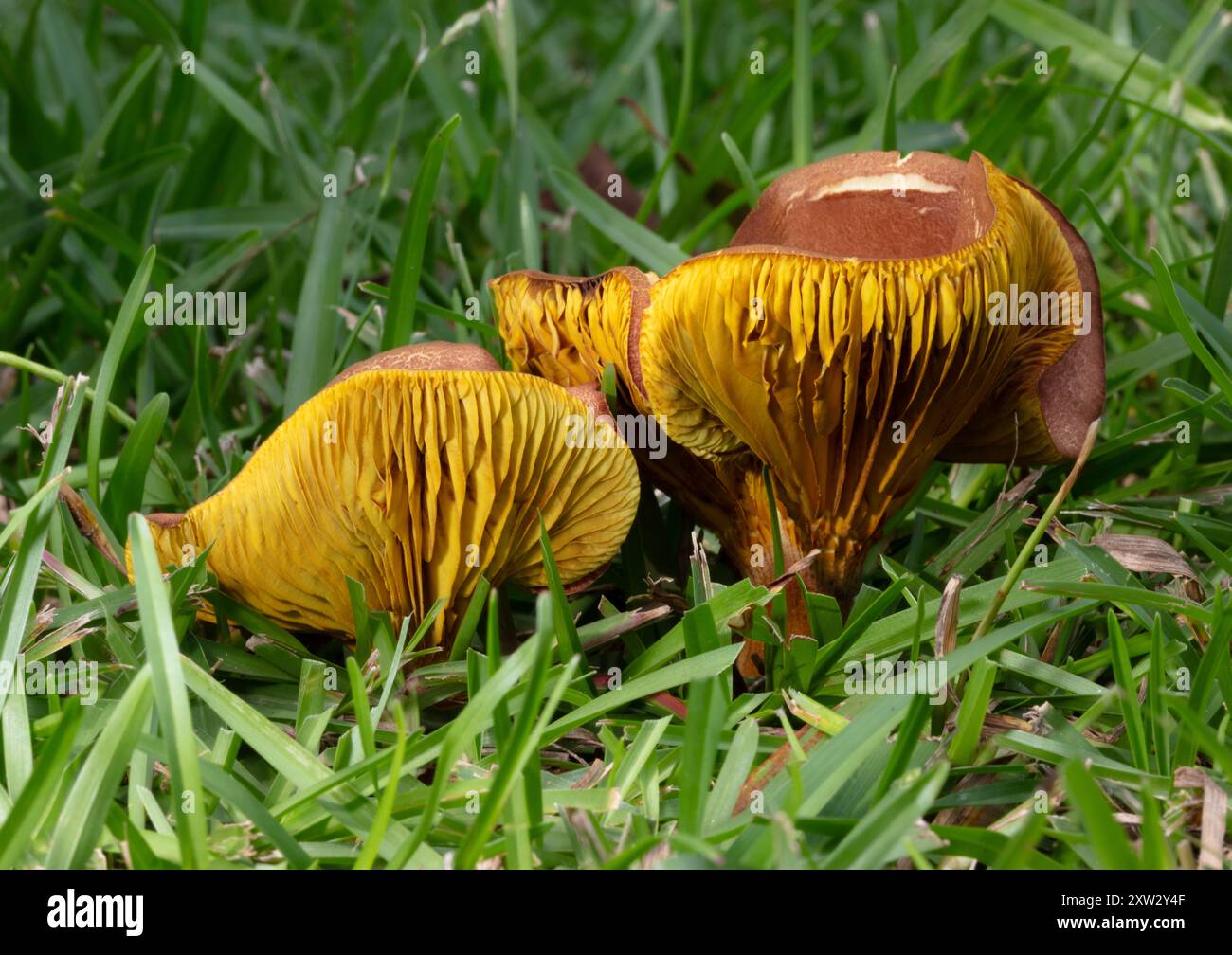 Yellow and orange toadstools that are growing tall in green grass Stock ...