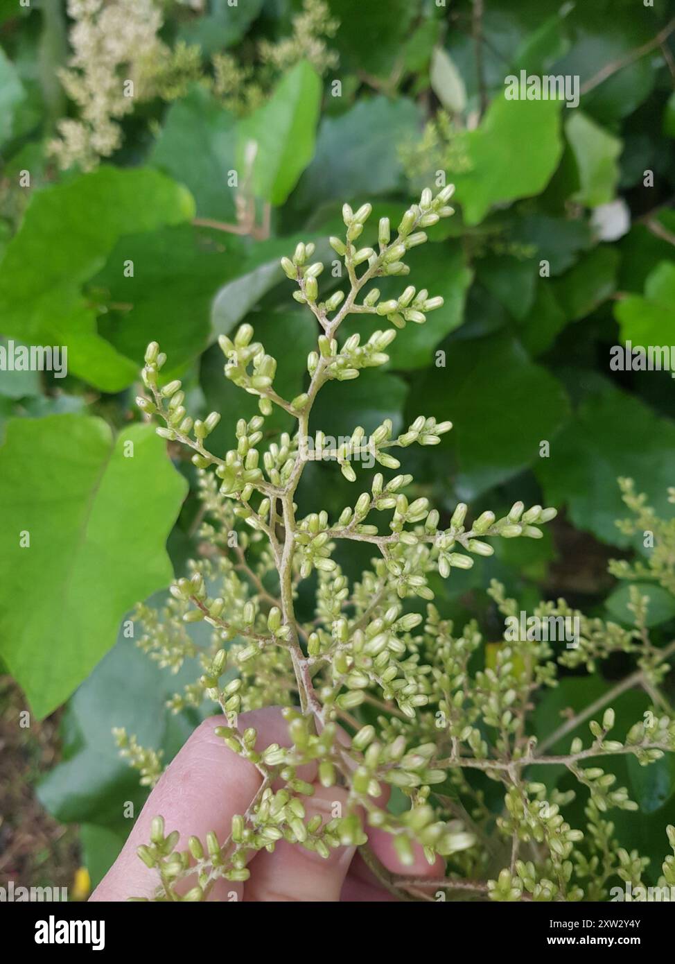 Brachyglottis repanda hi-res stock photography and images - Alamy