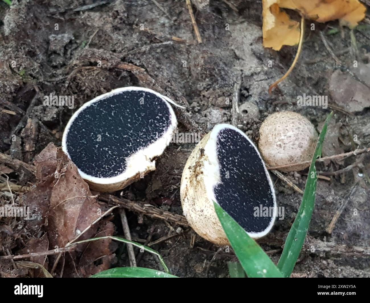 earthballs (Scleroderma) Fungi Stock Photo - Alamy
