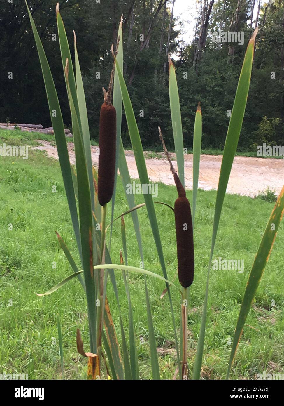 broadleaf cattail (Typha latifolia) Plantae Stock Photo - Alamy