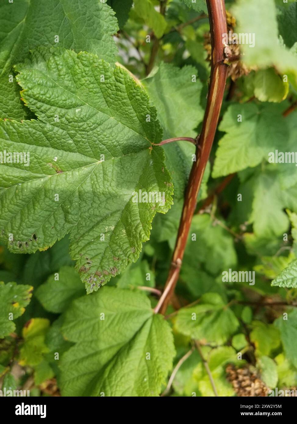 Pacific ninebark (Physocarpus capitatus) Plantae Stock Photo - Alamy