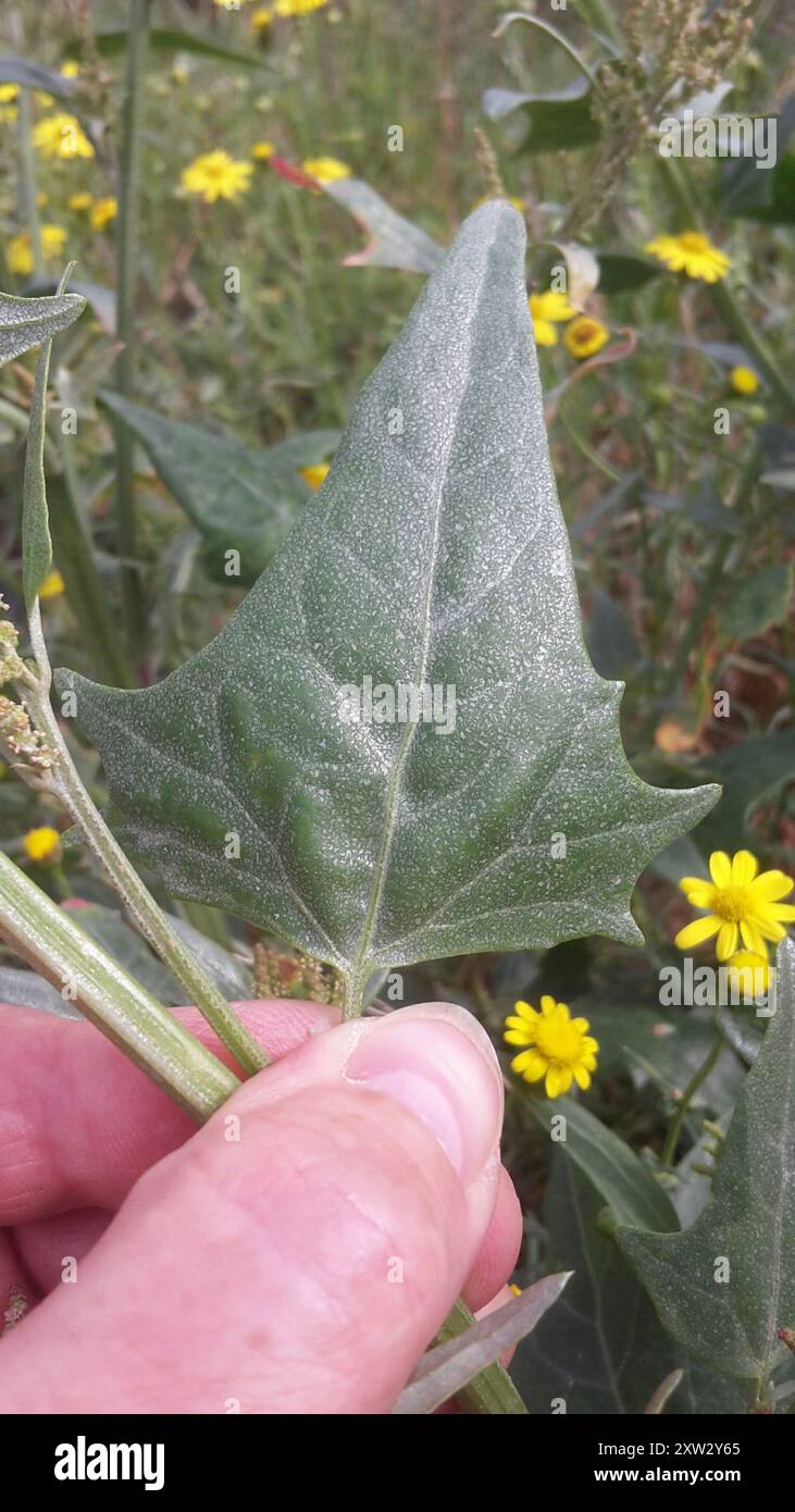 Russian atriplex (Atriplex micrantha) Plantae Stock Photo - Alamy