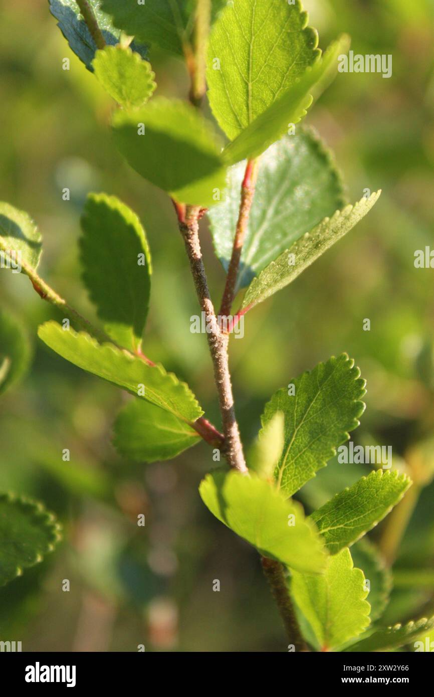 dwarf resin birch (Betula glandulosa) Plantae Stock Photo - Alamy