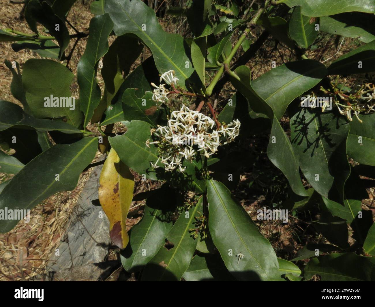 Torch Tree (Ixora pavetta) Plantae Stock Photo - Alamy