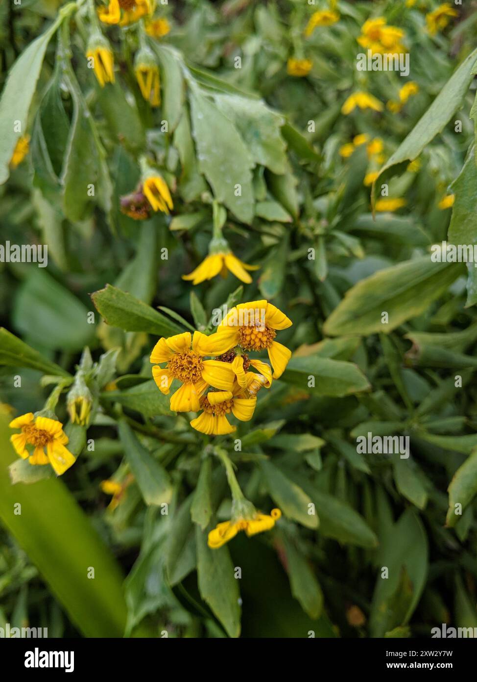 Bietou (Osteospermum moniliferum) Plantae Stock Photo - Alamy
