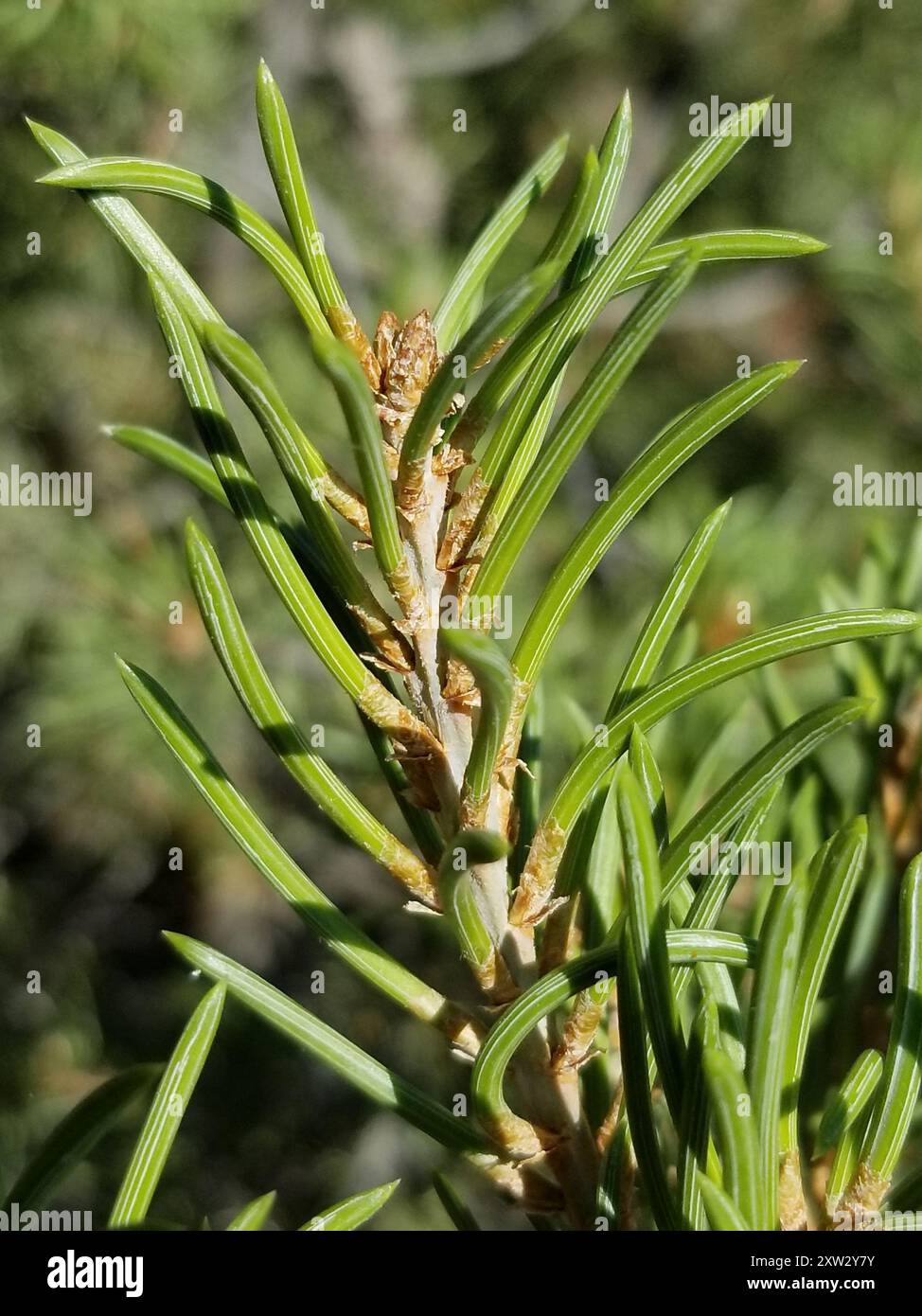singleleaf pinyon (Pinus monophylla) Plantae Stock Photo - Alamy