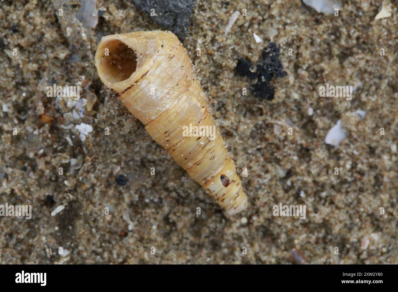 Common Tower Shell (Turritellinella tricarinata) Mollusca Stock Photo ...