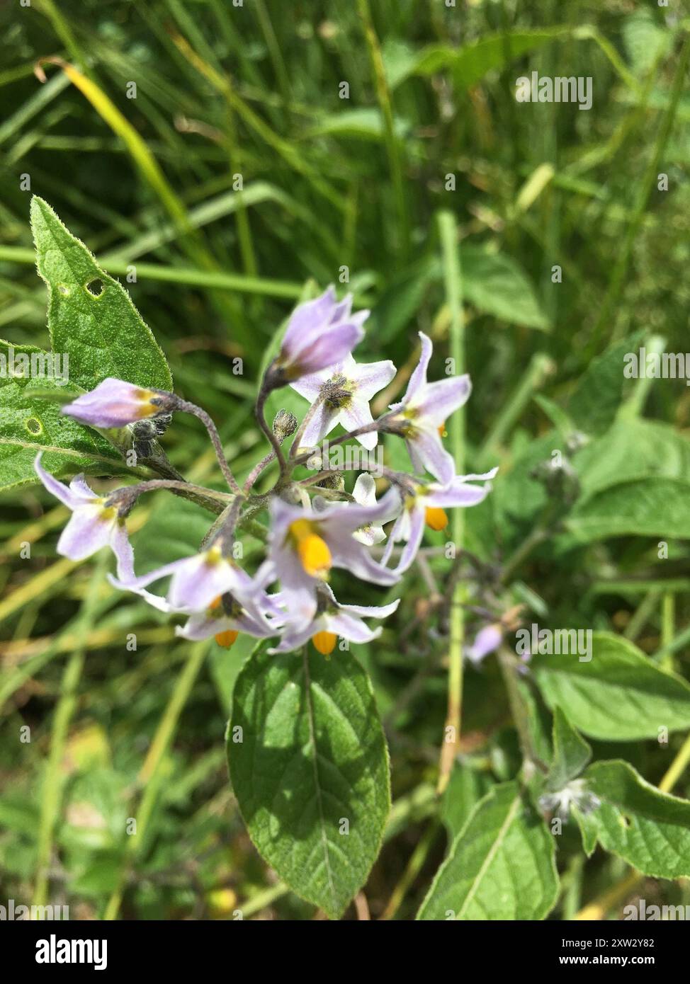 nightshades (Solanum) Plantae Stock Photo - Alamy