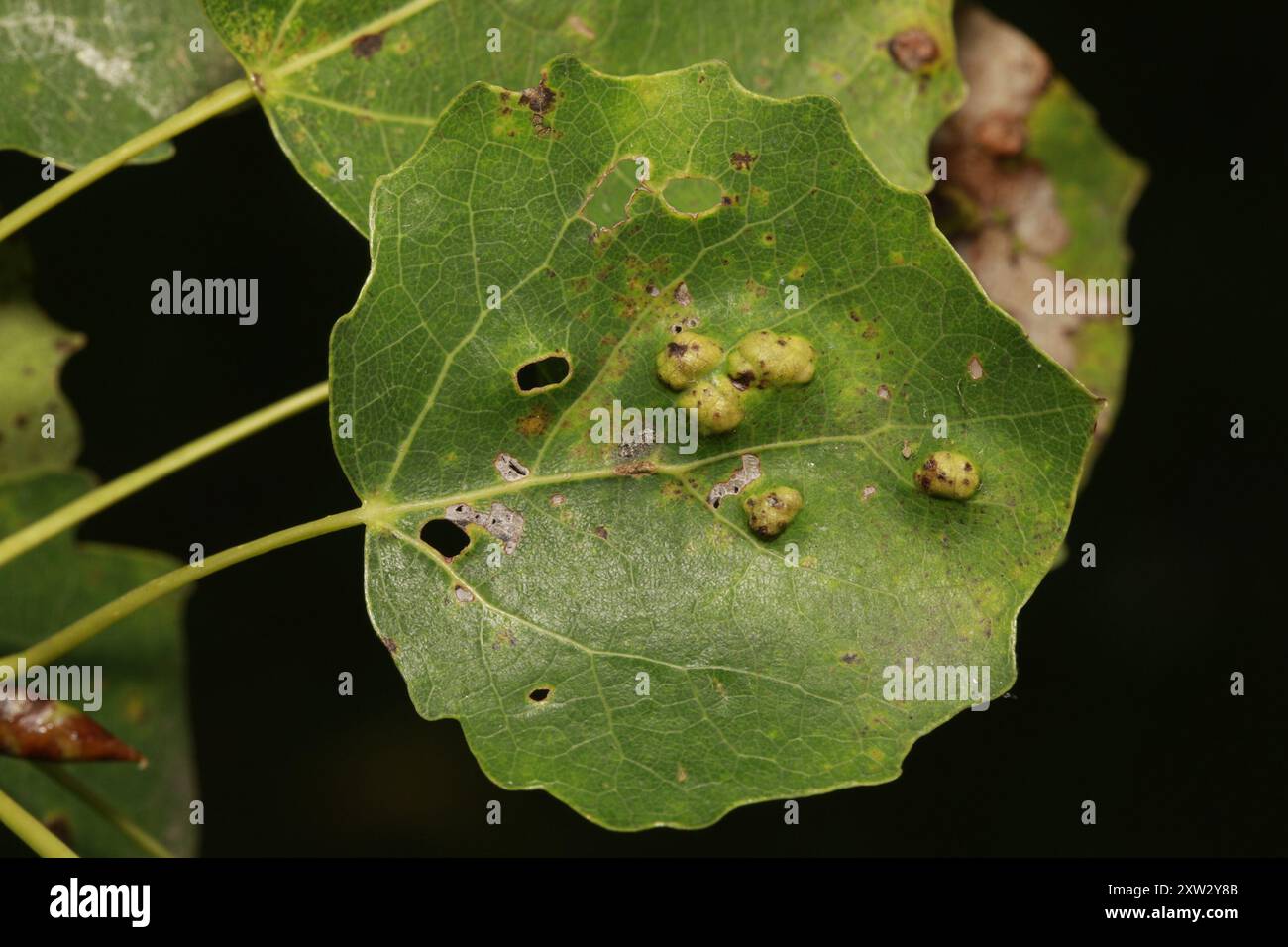 Poplar gall mite (Phyllocoptes populi) Arachnida Stock Photo - Alamy