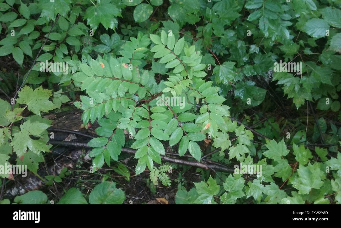 showy mountain-ash (Sorbus decora) Plantae Stock Photo - Alamy