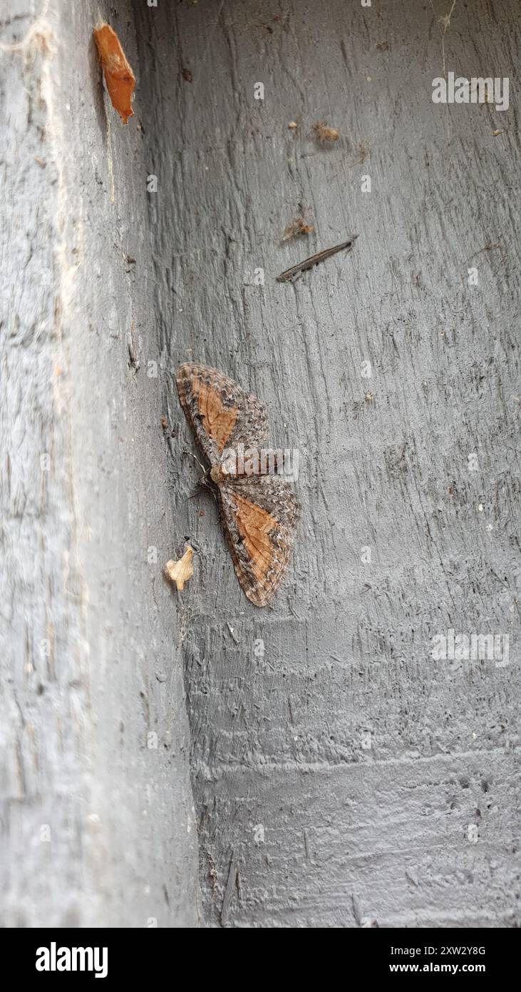Tawny Speckled Pug (Eupithecia icterata) Insecta Stock Photo - Alamy