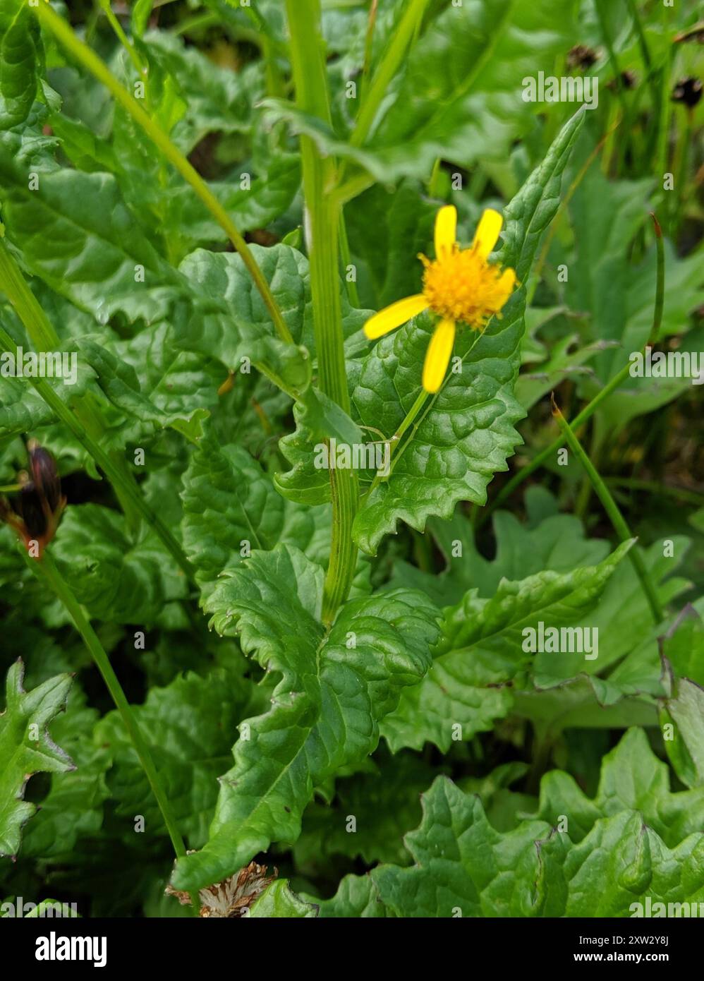 Arrowleaf Senecio (Senecio triangularis) Plantae Stock Photo - Alamy