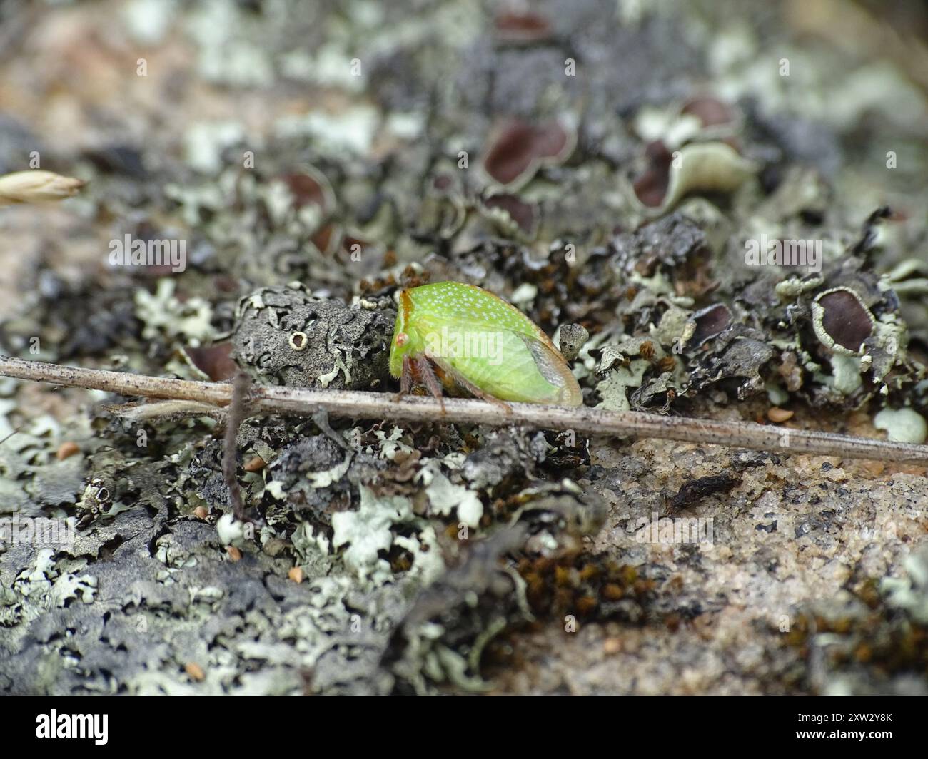 Buffalo Treehoppers and allies (Ceresini) Insecta Stock Photo - Alamy