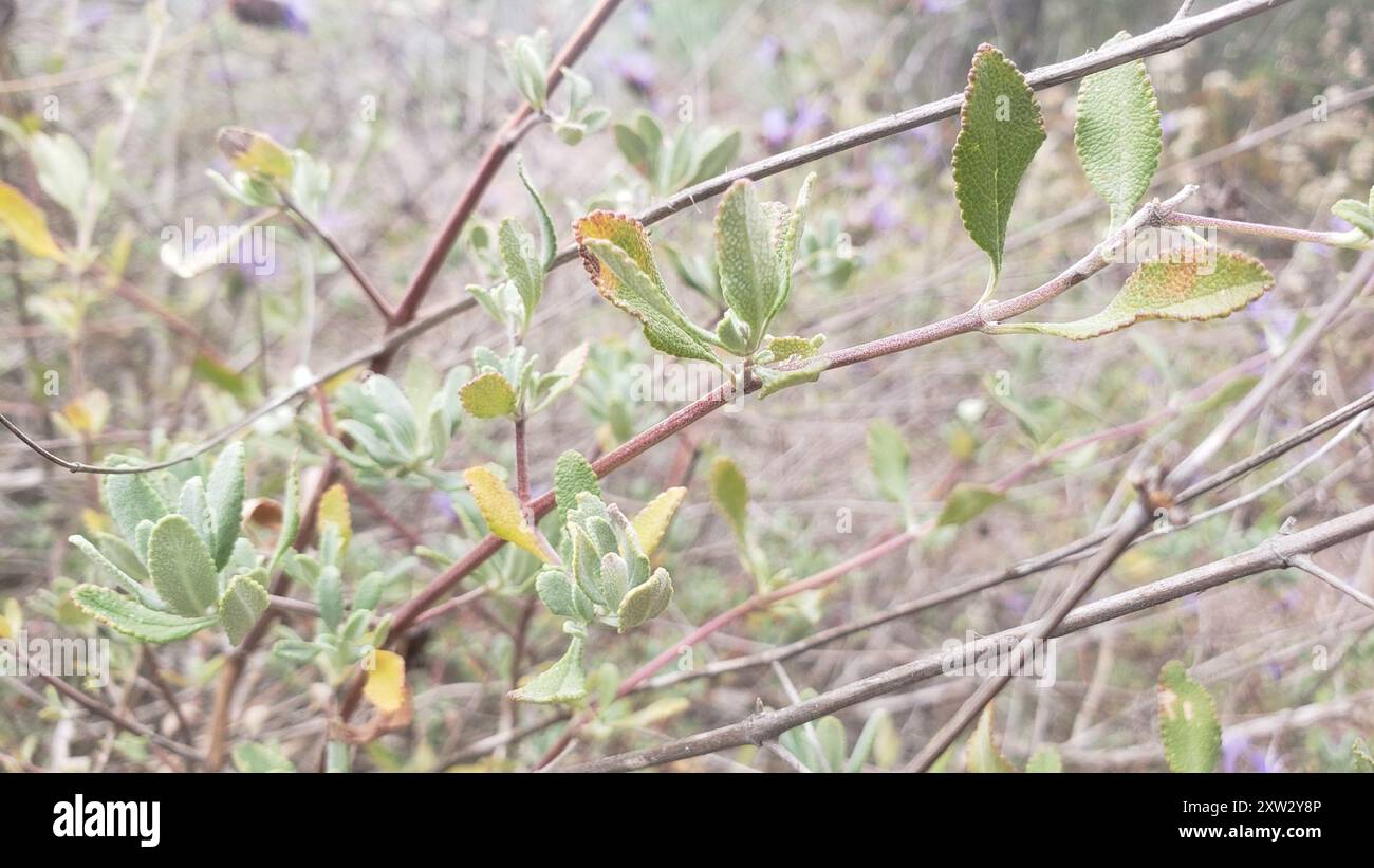 Cleveland Sage (Salvia clevelandii) Plantae Stock Photo - Alamy