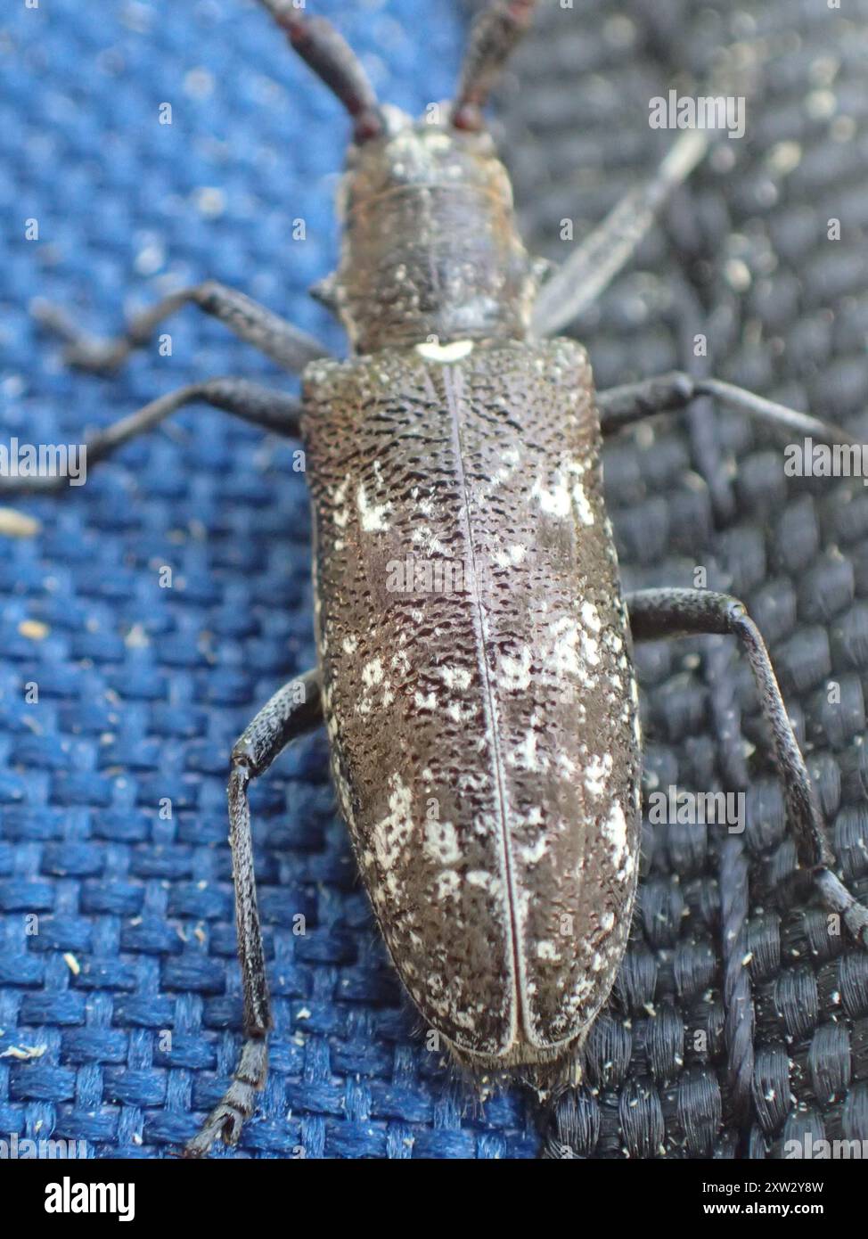 White-spotted Sawyer (Monochamus scutellatus) Insecta Stock Photo - Alamy