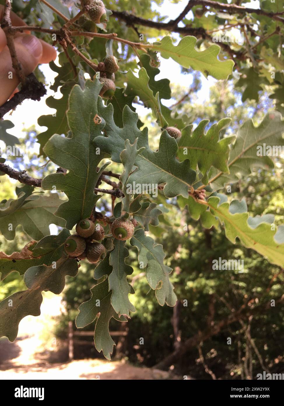 downy oak (Quercus pubescens) Plantae Stock Photo - Alamy