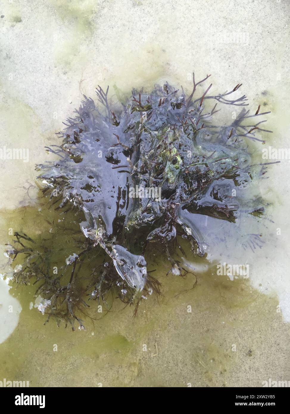 red algae (Rhodophyta) Plantae Stock Photo - Alamy