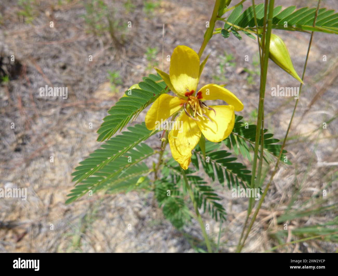 partridge pea (Chamaecrista fasciculata) Plantae Stock Photo - Alamy