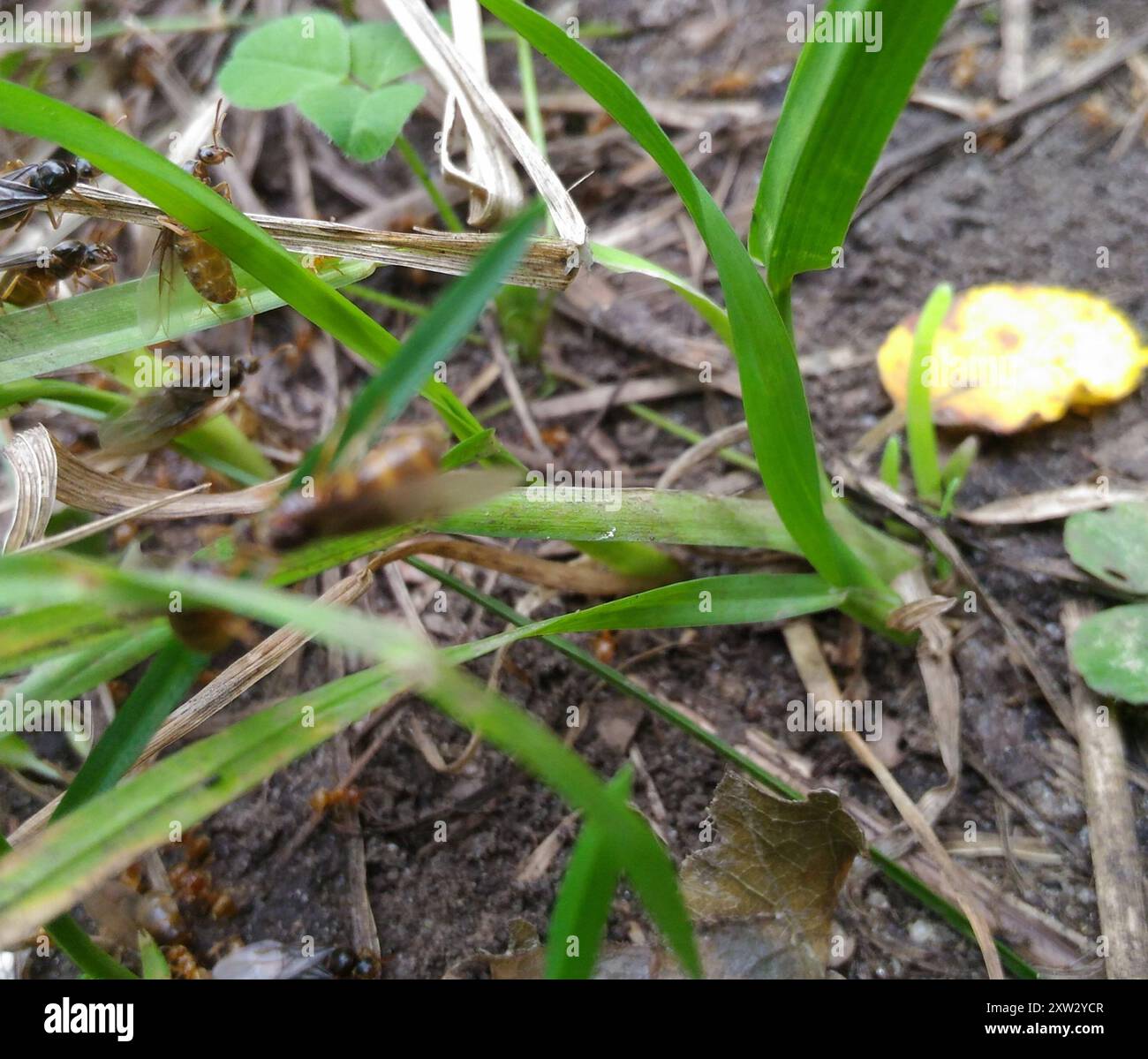Citronella Ants, Fuzzy Ants, and Allies (Lasius) Insecta Stock Photo ...