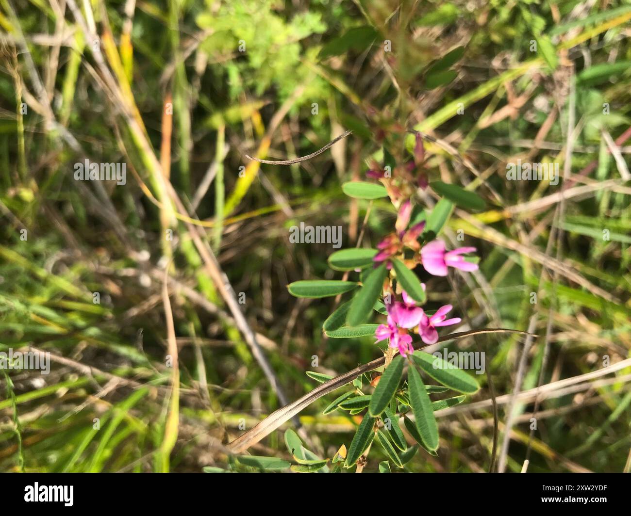 slender bush clover (Lespedeza virginica) Plantae Stock Photo - Alamy