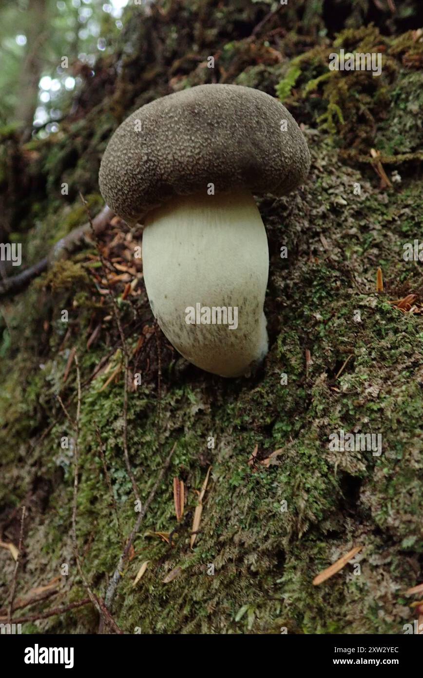boletes (Boletaceae) Fungi Stock Photo - Alamy