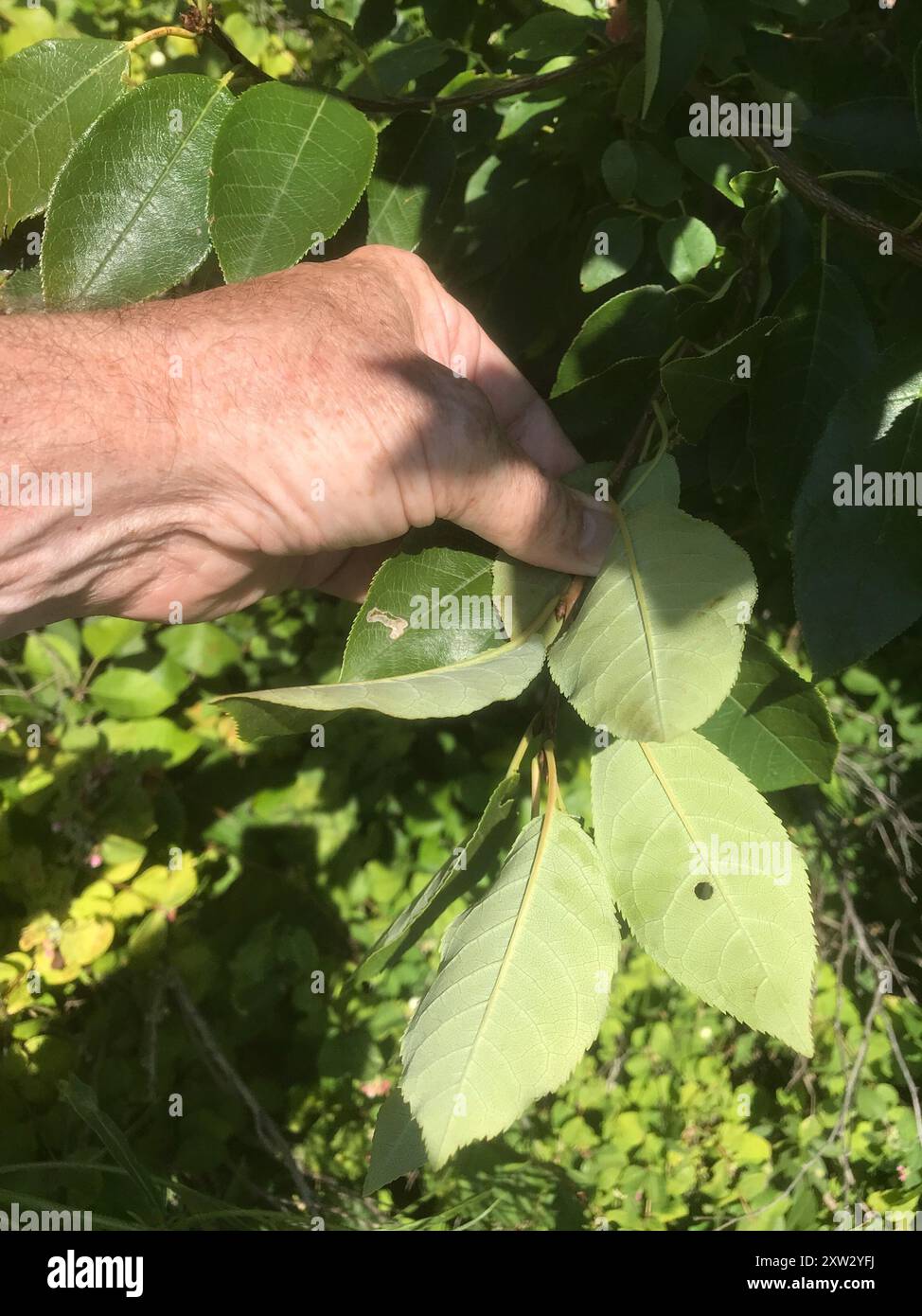 Western Chokecherry (Prunus virginiana demissa) Plantae Stock Photo - Alamy