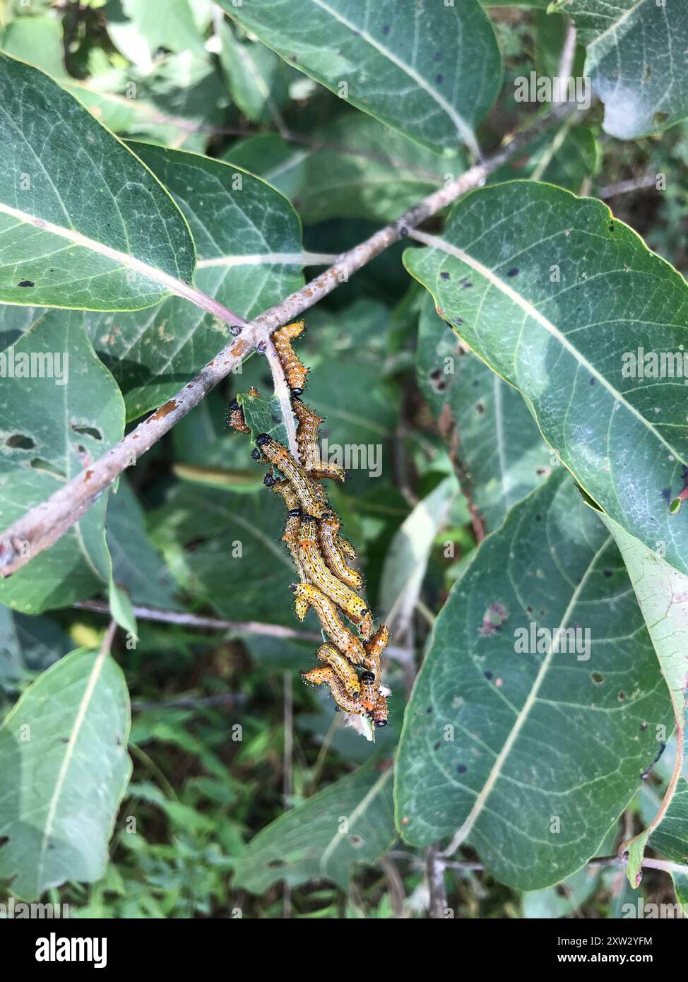 Red-humped Caterpillar Moth (Oedemasia concinna) Insecta Stock Photo ...