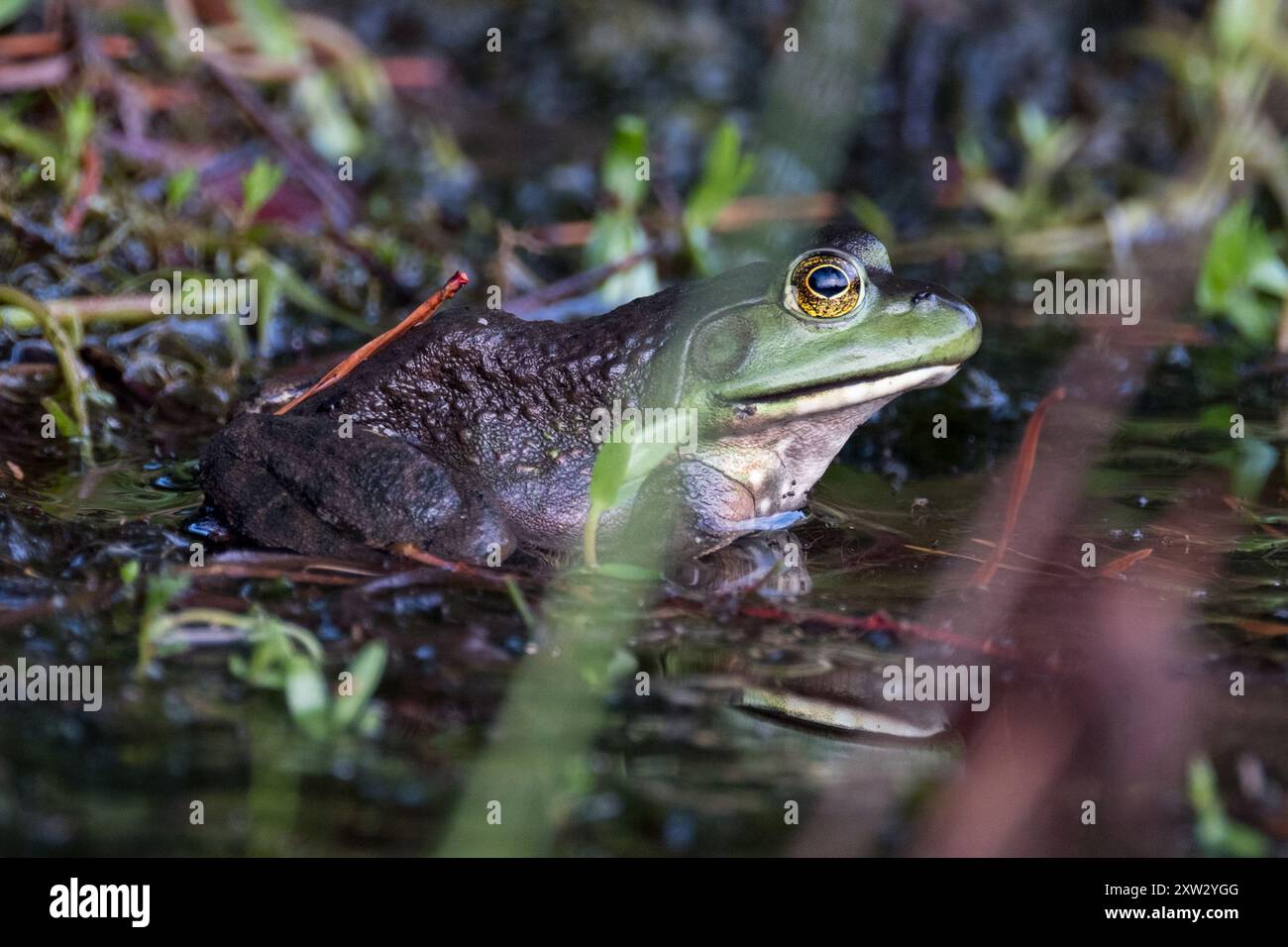 American Bullfrog (Lithobates catesbeianus) Amphibia Stock Photo - Alamy