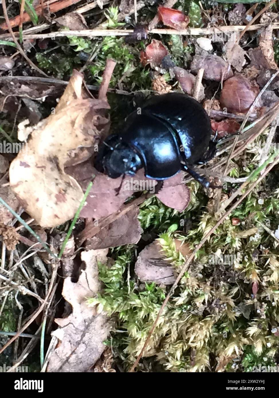 Woodland Dor Beetle (Anoplotrupes stercorosus) Insecta Stock Photo - Alamy