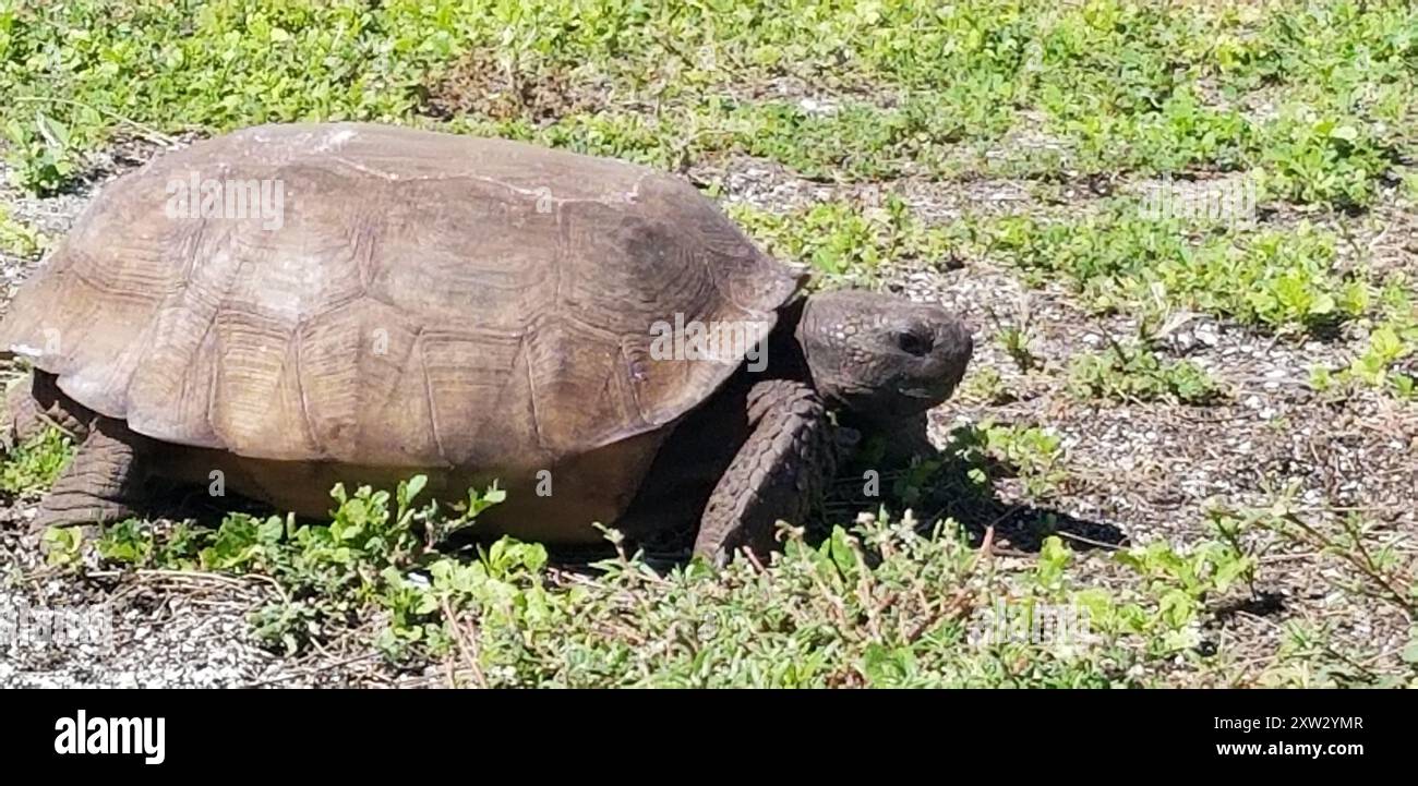 Gopher Tortoise (Gopherus polyphemus) Reptilia Stock Photo - Alamy