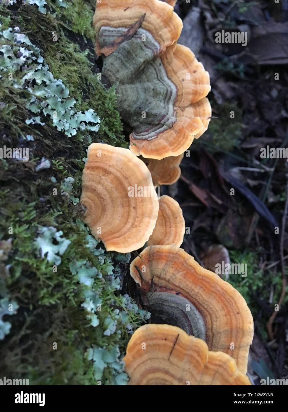 (Stereum versicolor) Fungi Stock Photo - Alamy