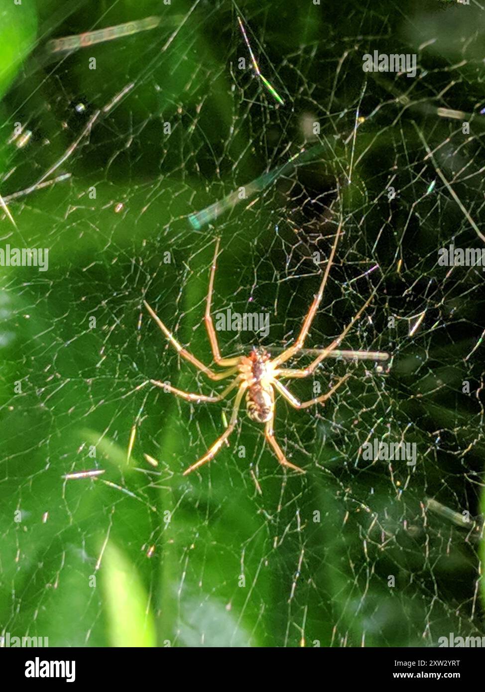 Sheetweb Spiders (Linyphia) Arachnida Stock Photo - Alamy