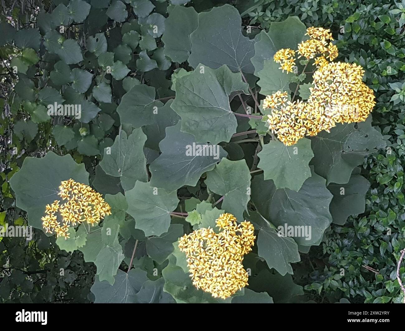 velvet groundsel (Roldana petasitis) Plantae Stock Photo - Alamy