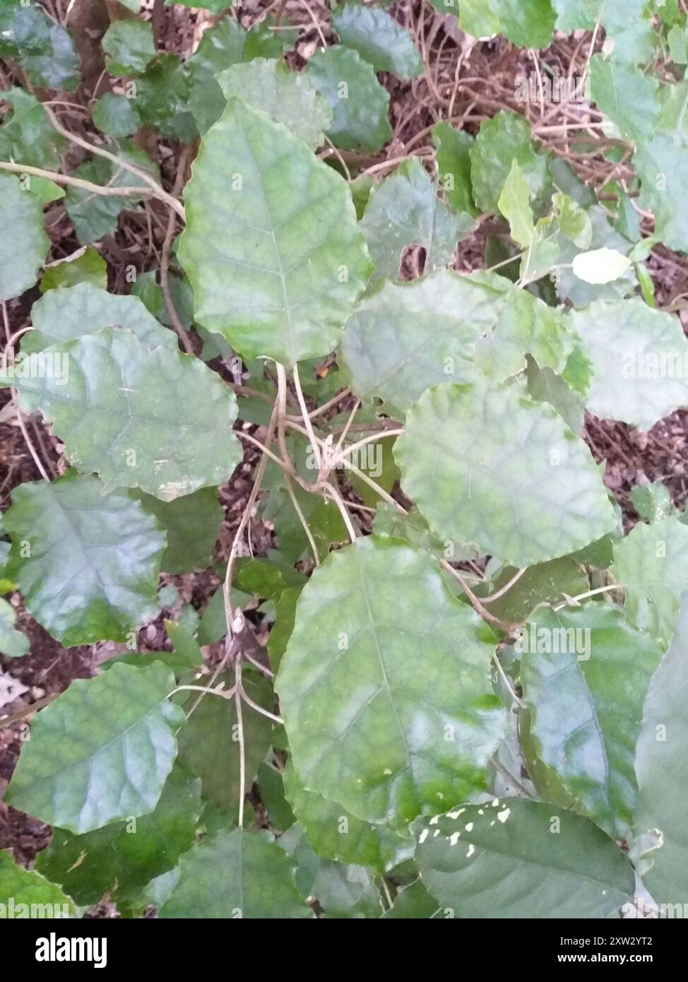Rangiora (Brachyglottis repanda) Plantae Stock Photo - Alamy