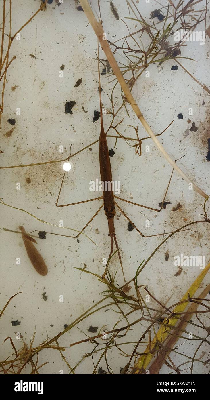 Eurasian Water Stick Insect (Ranatra linearis) Insecta Stock Photo - Alamy