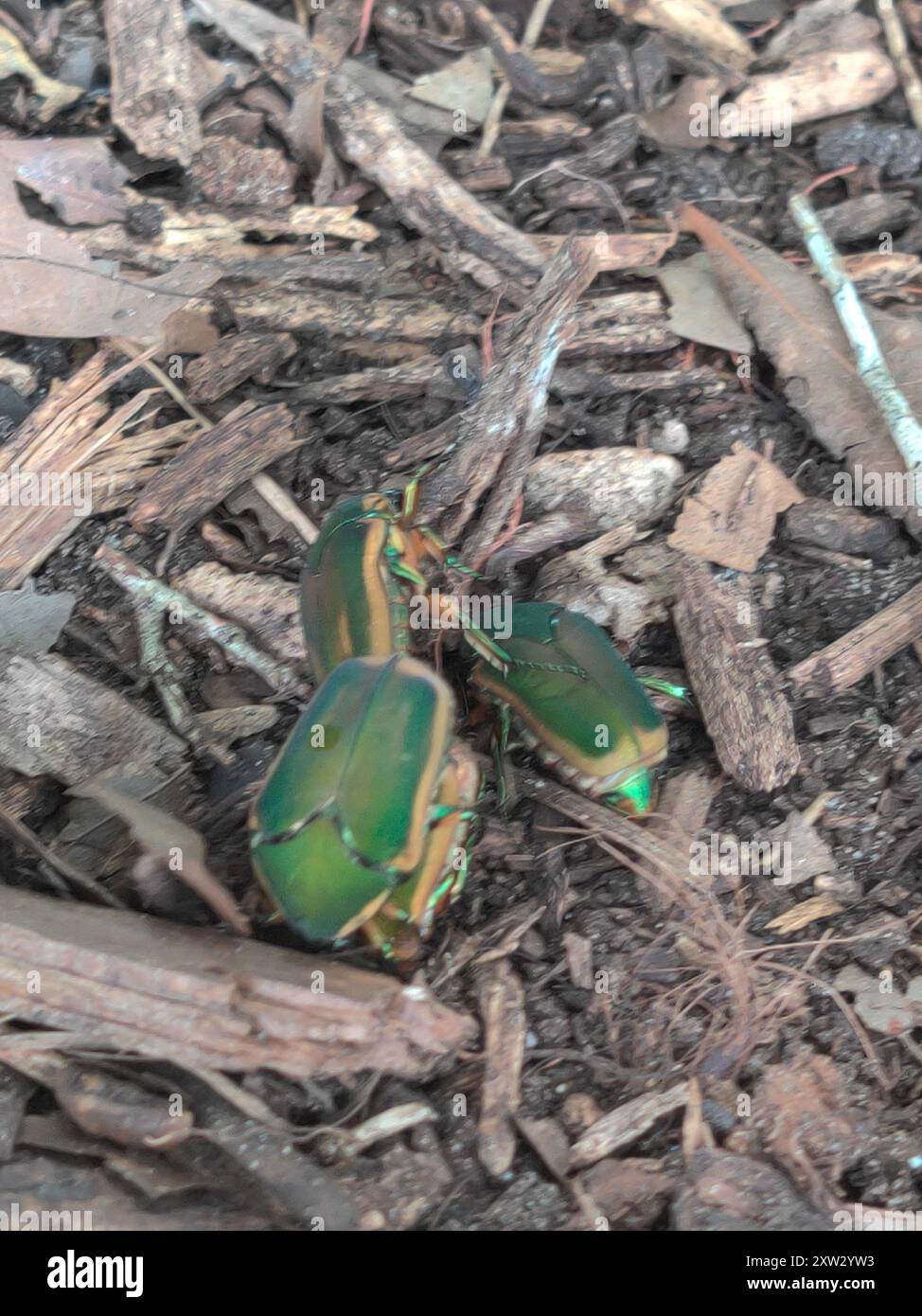 Common Green June Beetle (Cotinis nitida) Insecta Stock Photo - Alamy