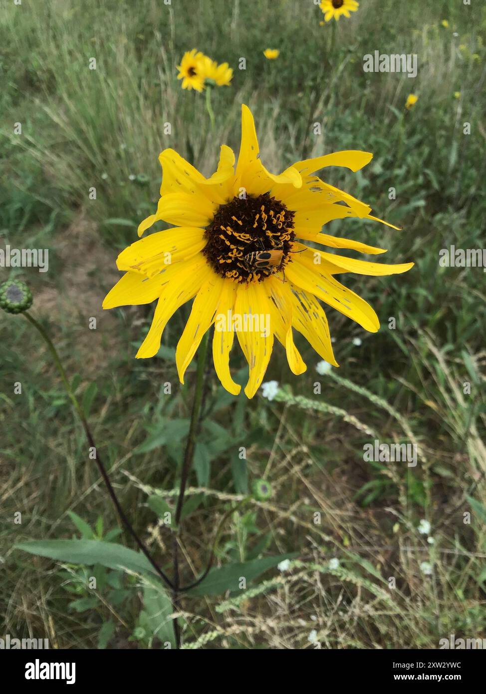 Stiff Sunflower (Helianthus pauciflorus) Plantae Stock Photo - Alamy