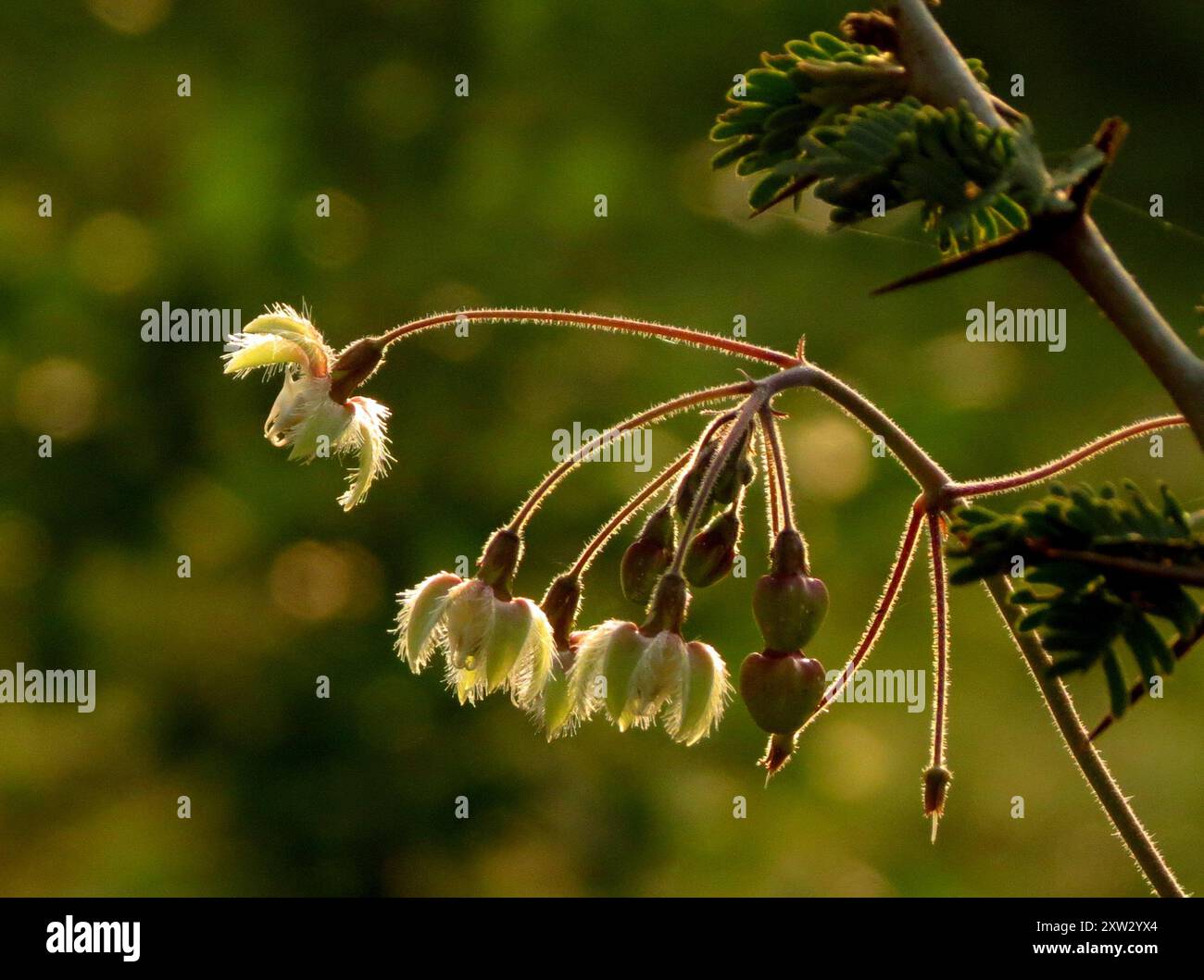 Trellis-vine (Pergularia daemia) Plantae Stock Photo - Alamy