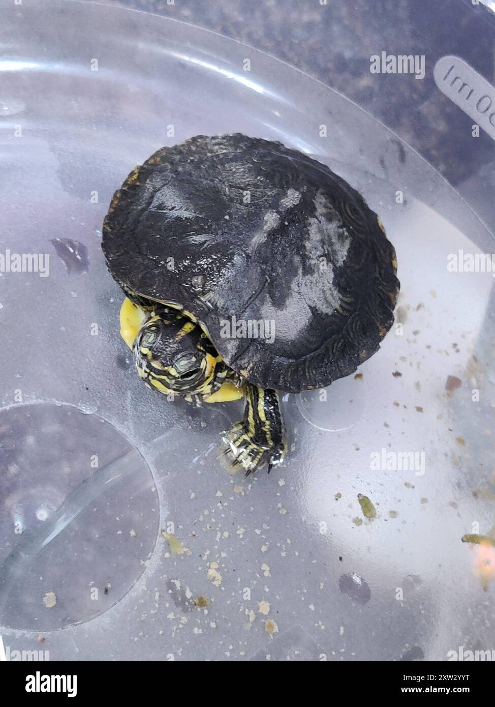 Yellow-bellied Slider (Trachemys scripta scripta) Reptilia Stock Photo ...