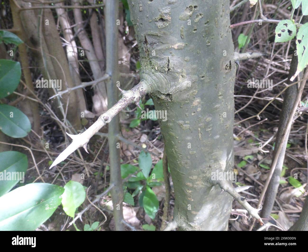 catchbirdtrees (Pisonia) Plantae Stock Photo - Alamy