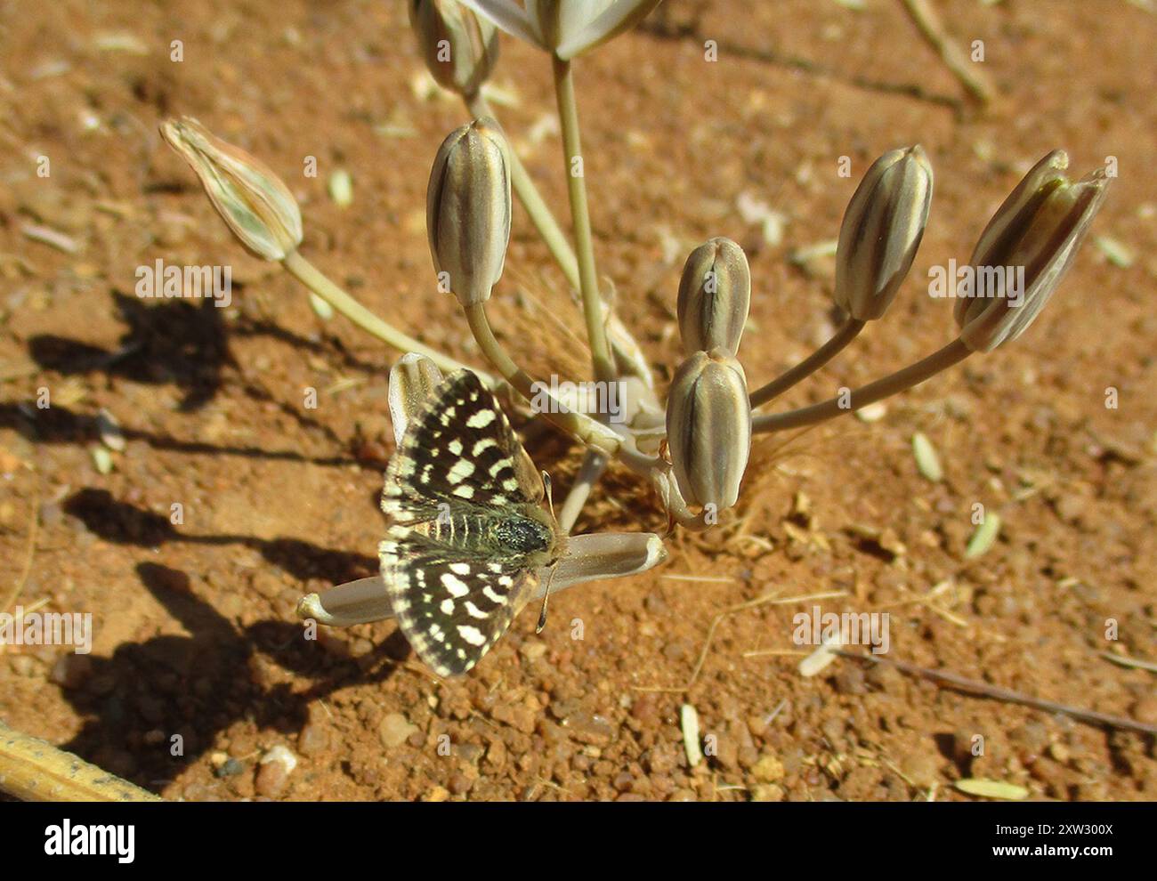 Mountain Sandman (Spialia spio) Insecta Stock Photo - Alamy