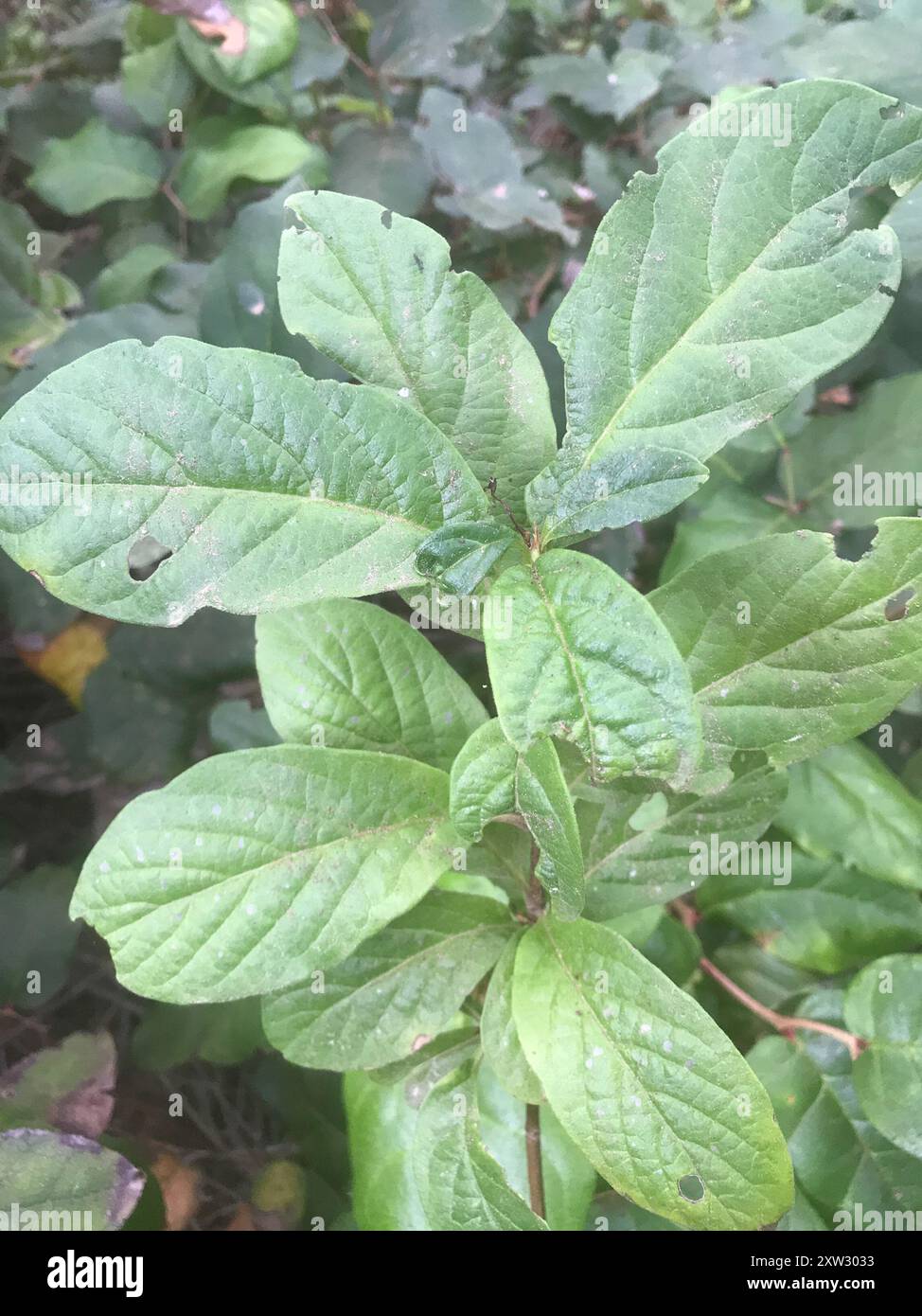 twinberry honeysuckle (Lonicera involucrata) Plantae Stock Photo - Alamy