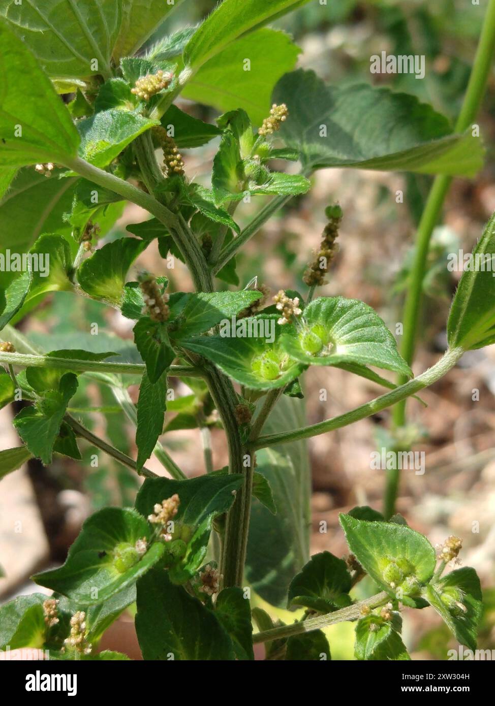 Asian Copperleaf (Acalypha australis) Plantae Stock Photo - Alamy